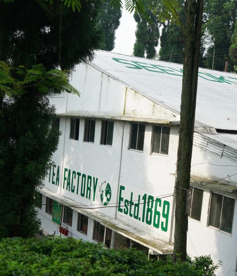 【新茶入荷】2024年産ダージリンセカンドフラッシュ | Uf-fu | 紅茶専門店 ウーフ