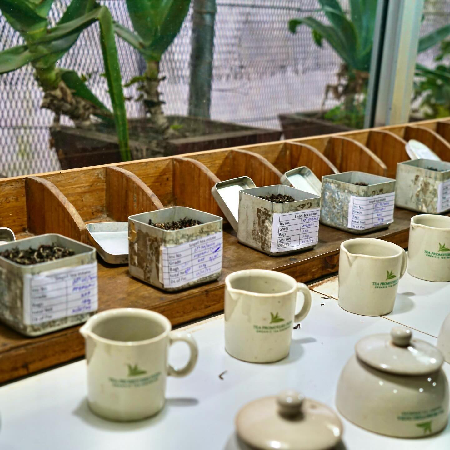 2024セカンドフラッシュ・ダージリンセカンドフラッシュ シンゲル茶園／リザヒル茶園 | Uf-fu | 紅茶専門店 ウーフ